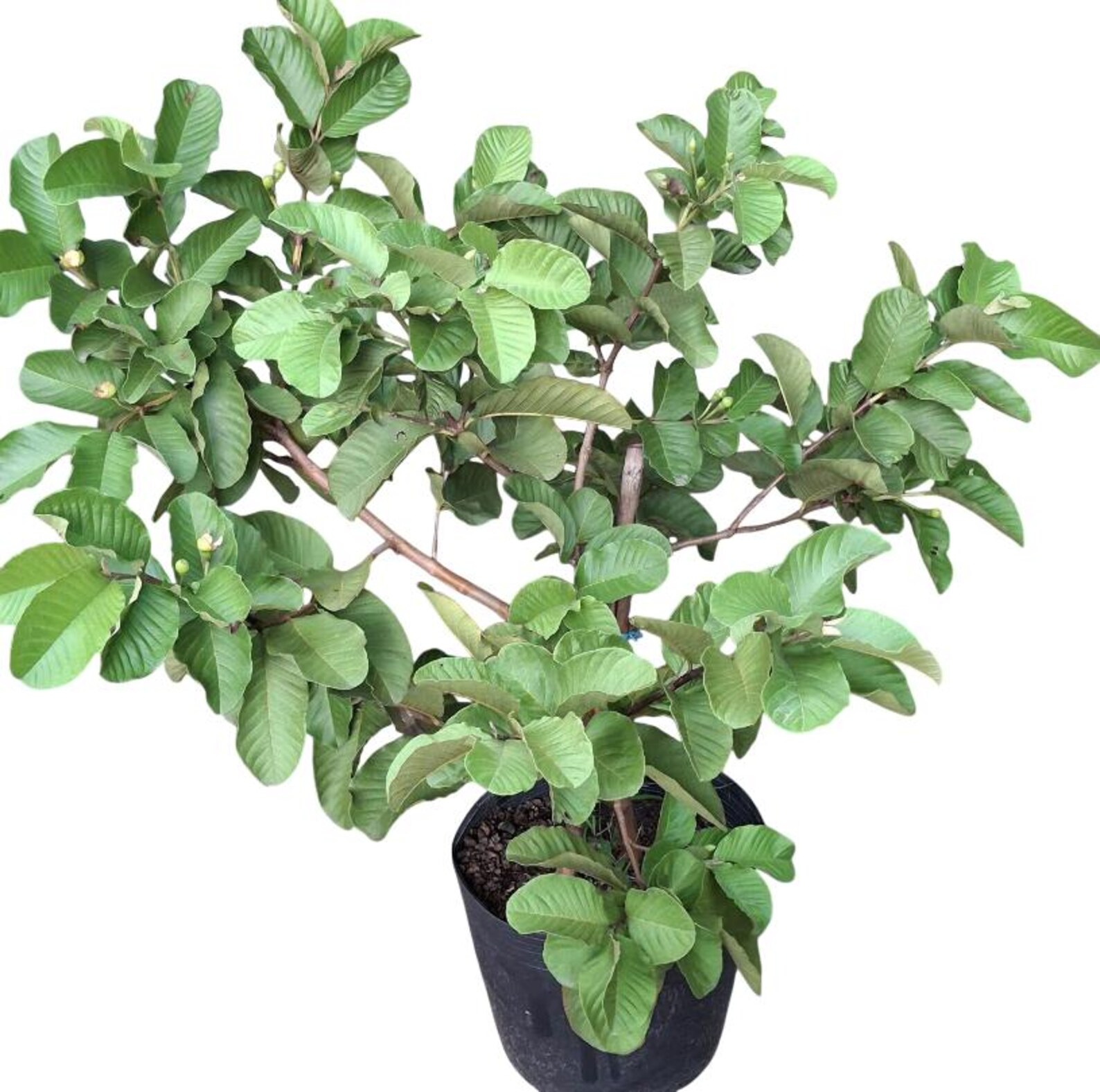 Grafted Ruby Guava Tree Sweet Red Guavas Fruit Plant 3-4 Ft 3 Gal Pot ...