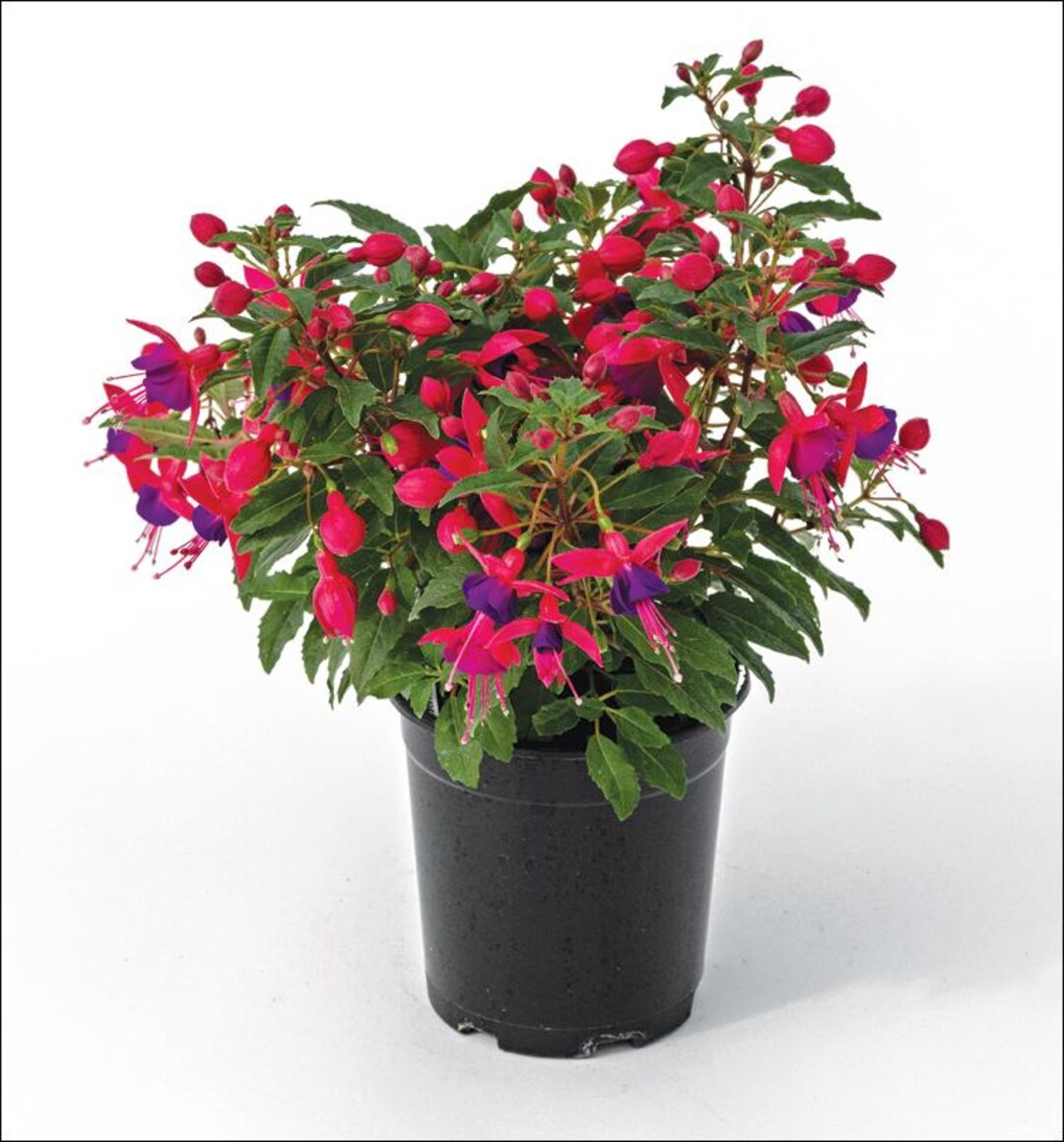 1 Fuchsia Blue Eyes Plug, Live Starter Plant for Planting, Live Hardy ...