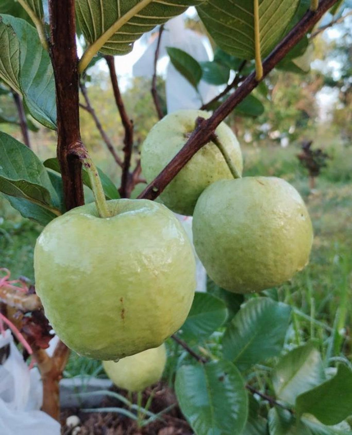 Grafted Ruby Guava Tree Sweet Red Guavas Fruit Plant 3-4 Ft 3 Gal Pot ...