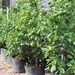 Live Calamansi Orange Tree Calamondin Sweet Orange Fruit Plant Citrus ...