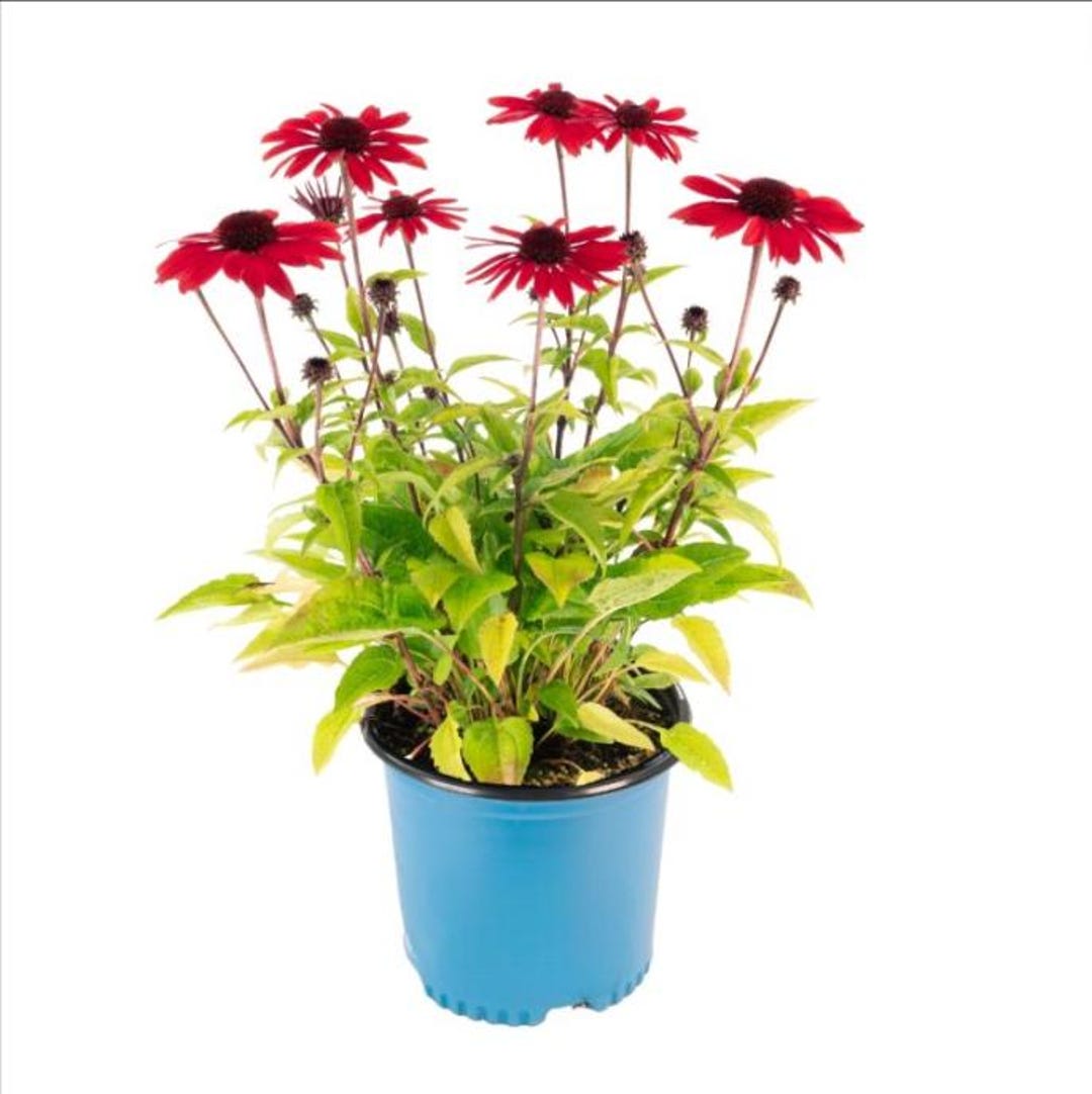 1 Echinacea Panama Red Plug, Live Starter Plant for Planting, Well ...