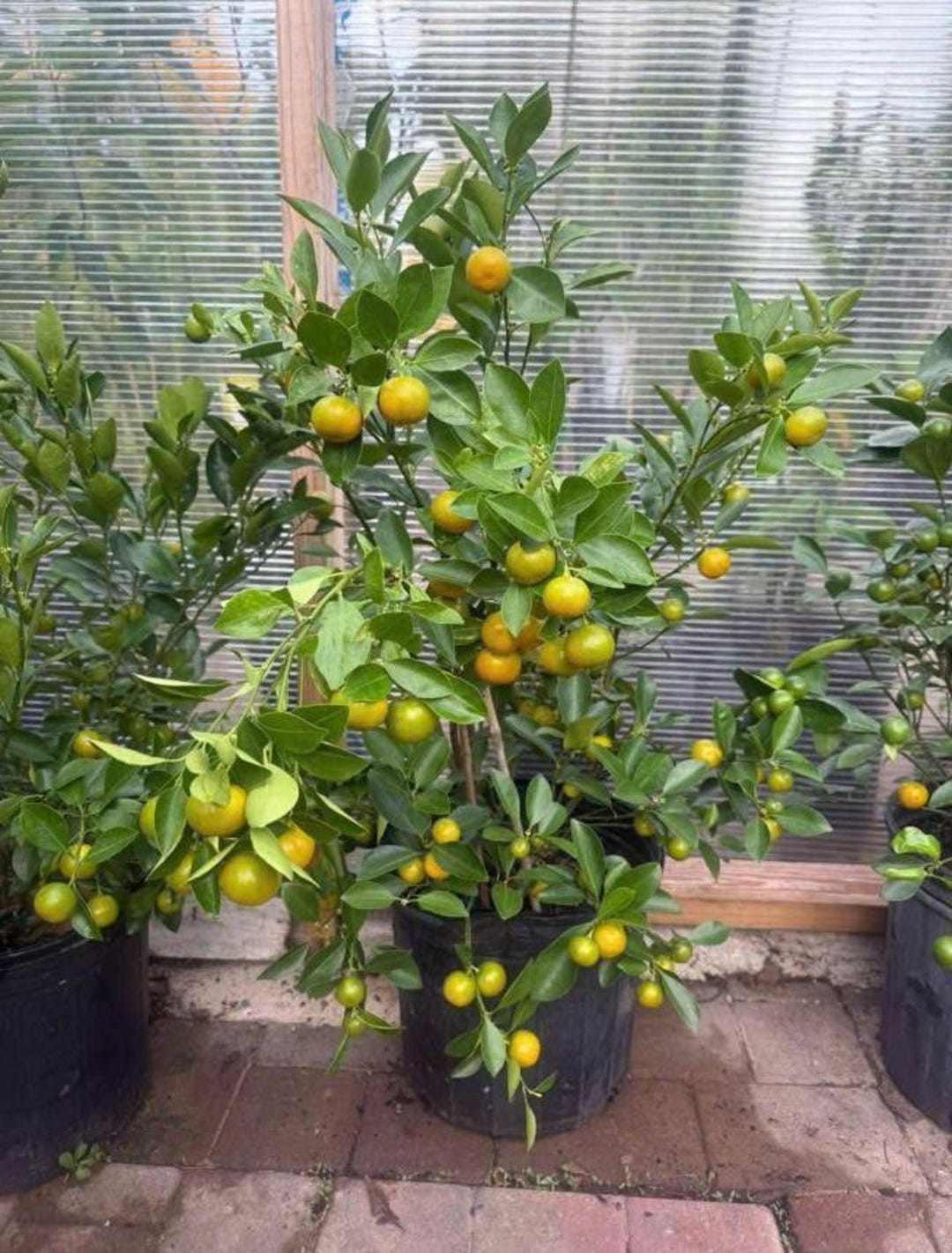 Live Calamansi Orange Tree Calamondin Sweet Orange Fruit Plant Citrus ...