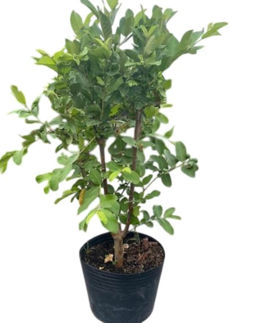 Grafted Ruby Guava Tree Sweet Red Guavas Fruit Plant 3-4 Ft 3 Gal Pot ...