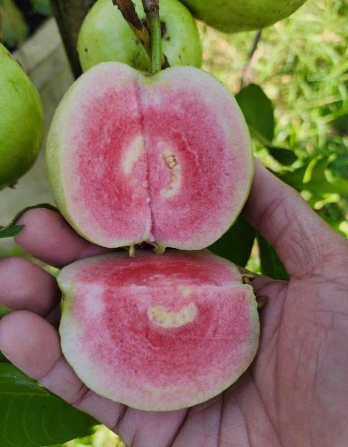 Grafted Ruby Guava Tree Sweet Red Guavas Fruit Plant 3-4 Ft 3 Gal Pot ...