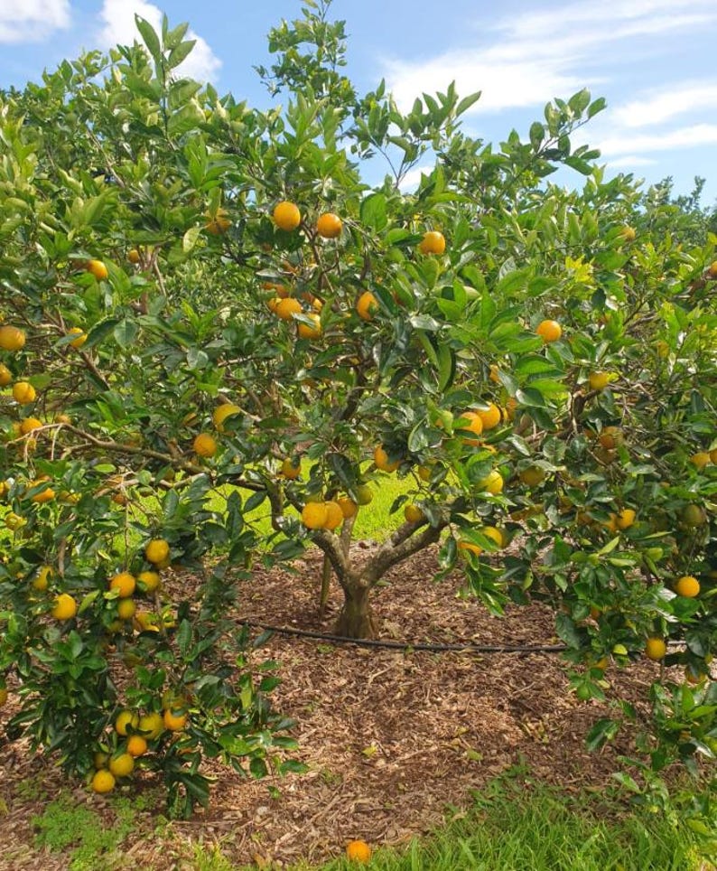 Live Valencia Oranges Tree, Sweet Orange Fruit Grafted Tree Drawf ...