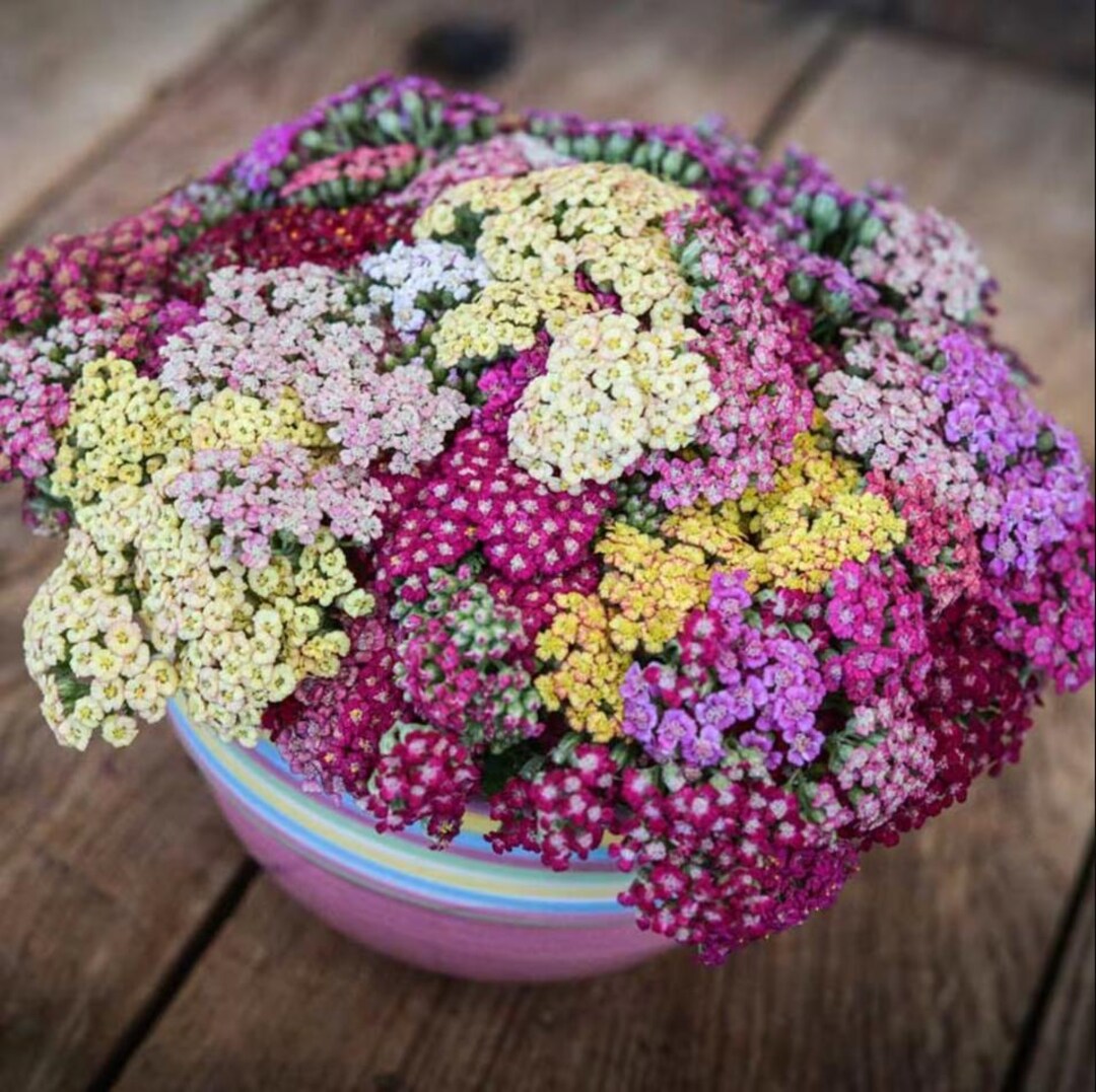 1 Achillea - Yarrow Flowerburst Fruit Bowl Plug Live Starter Plant for ...