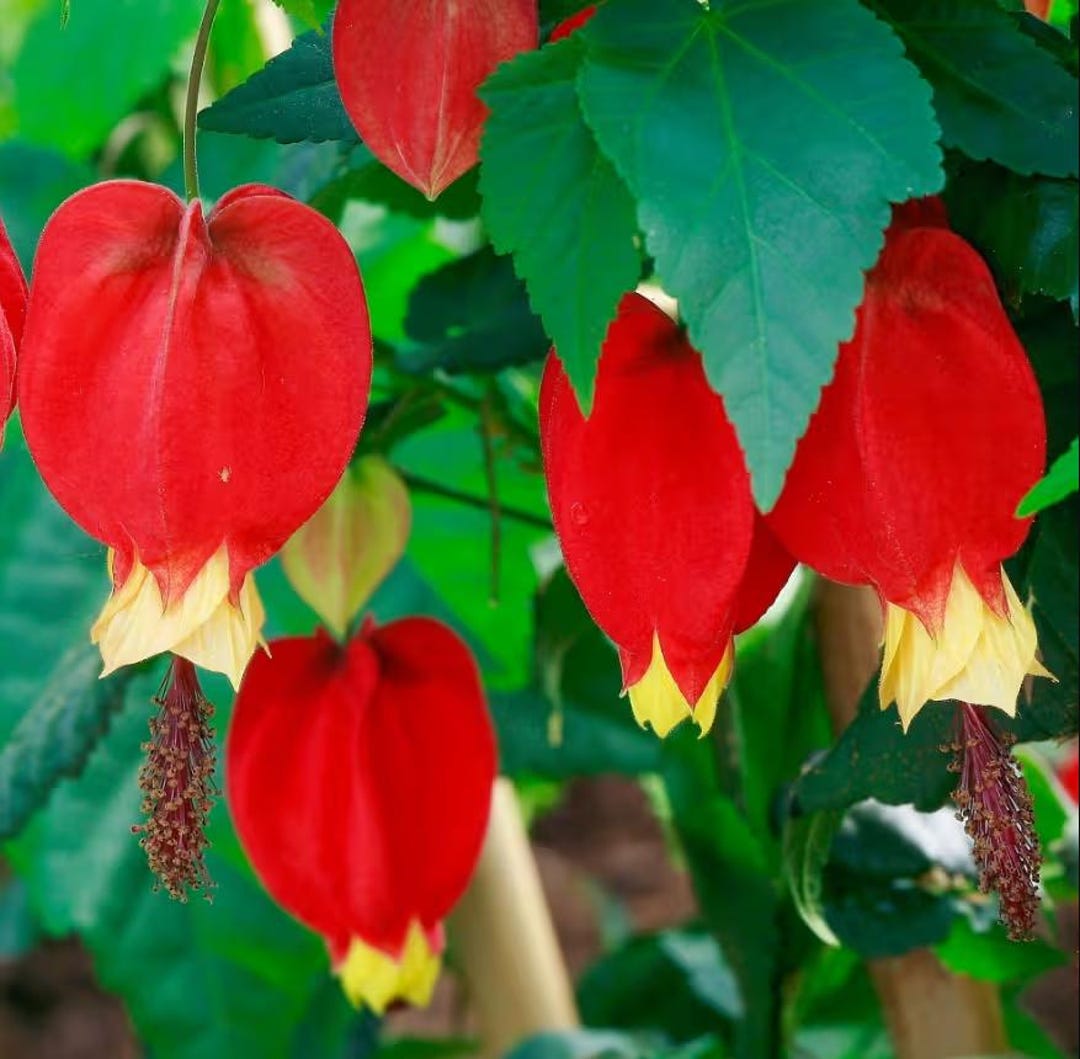 Set 2 Pots - Abutilon Chinese Lantern Live Starter Plants for Planting ...