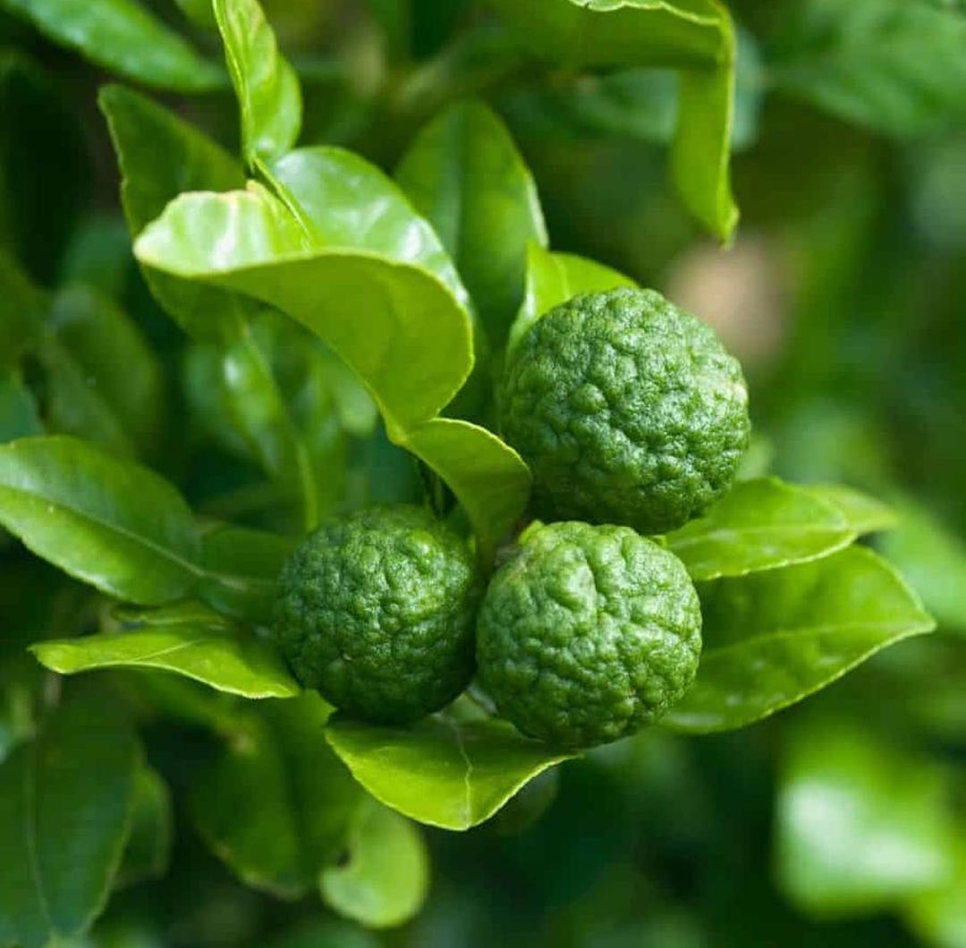 Kaffir Lime Tree Thai Lemon Fruit Grafted Tree Drawf Lemon Fruit Plant ...
