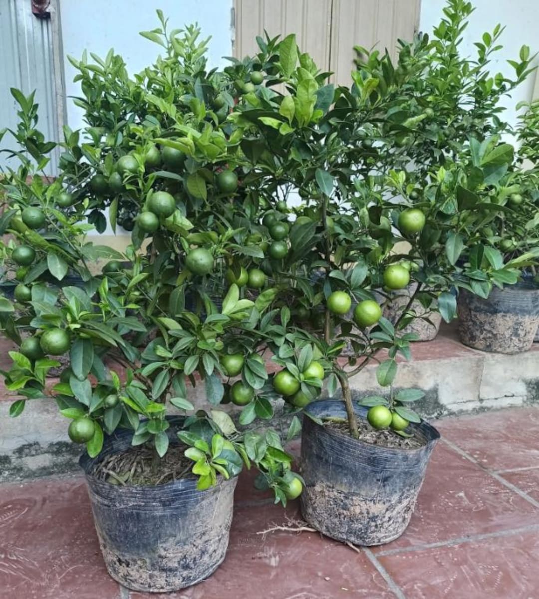Live Seedless Lemon Tree With Flower & Fruit, Lemons Fruit Grafted Tree ...