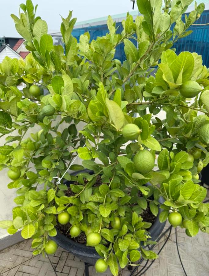Live Seedless Lemon Tree With Flower & Fruit, Lemons Fruit Grafted Tree ...
