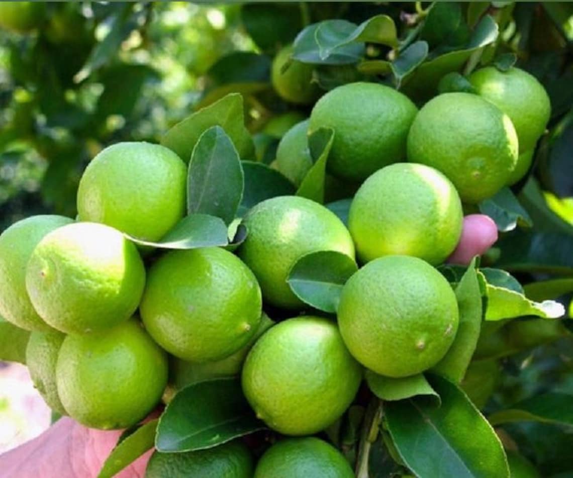 Live Seedless Lemon Tree With Flower & Fruit, Lemons Fruit Grafted Tree ...