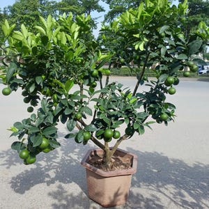 Live Seedless Lemon Tree With Flower & Fruit, Lemons Fruit Grafted Tree ...