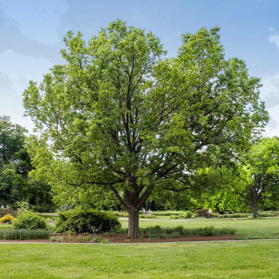 Set 2 Common Hackberry Trees for Planting, Bareroot Dormant 1 to 2 Feet ...