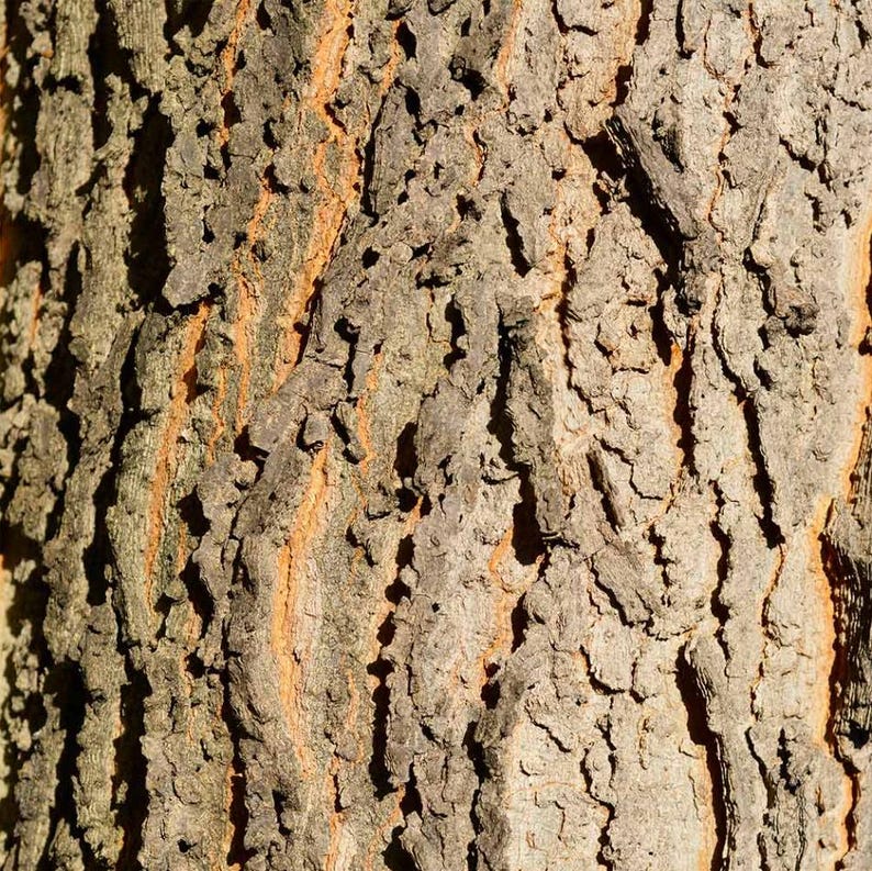 Set 2 Common Hackberry Trees for Planting, Bareroot Dormant 1 to 2 Feet ...