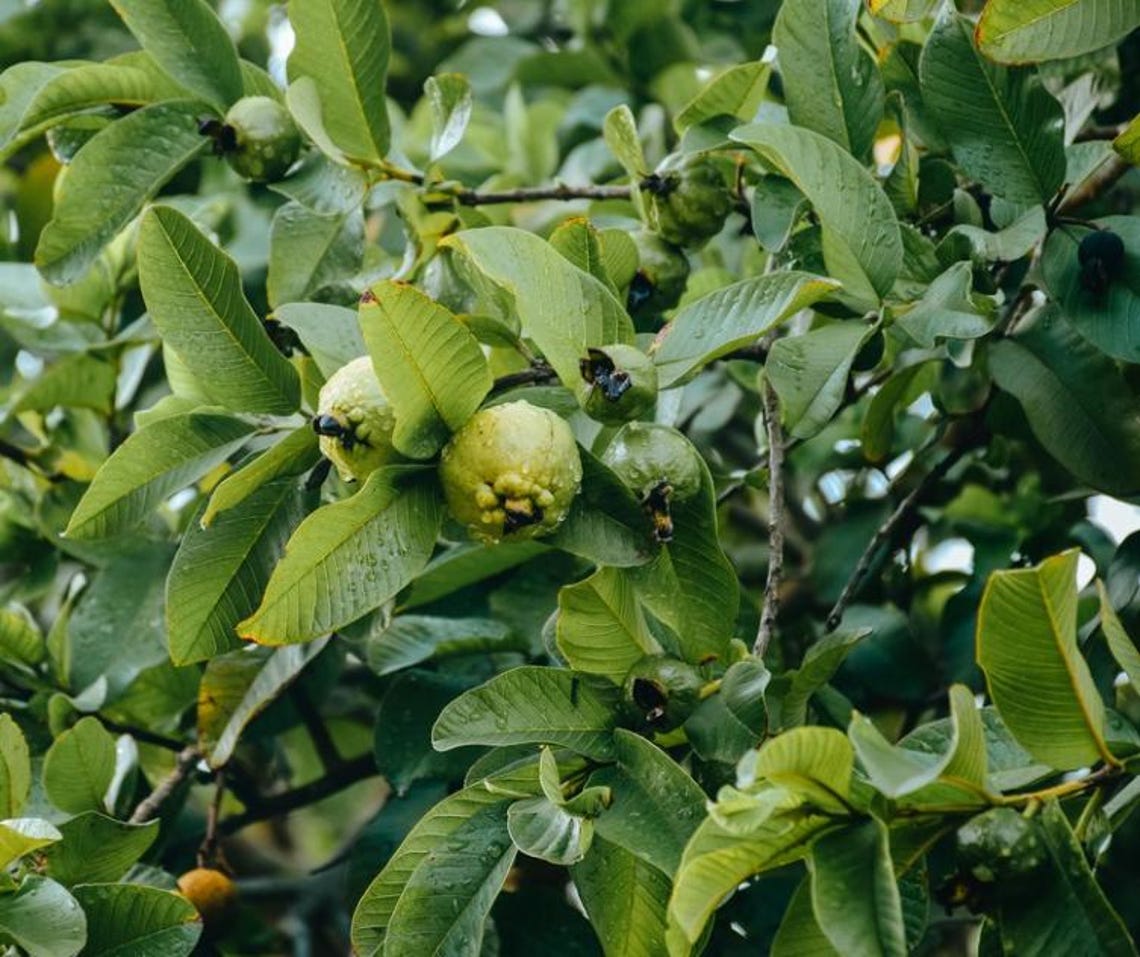 Grafted Ruby Guava Tree Sweet Red Guavas Fruit Plant 3-4 Ft 3 Gal Pot ...