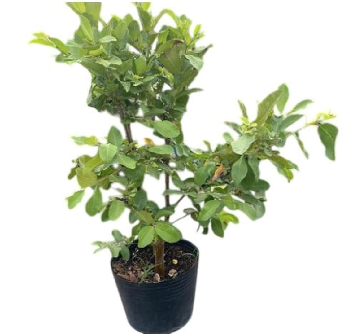 Grafted Ruby Guava Tree Sweet Red Guavas Fruit Plant 3-4 Ft 3 Gal Pot ...