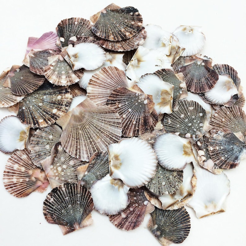 Small Flat Scallop Sea Shells: Craft Supply, 4 Oz / 60+ Pieces - Etsy