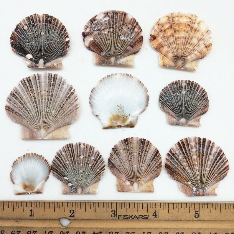 Small Flat Scallop Sea Shells: Craft Supply, 4 Oz / 60+ Pieces - Etsy