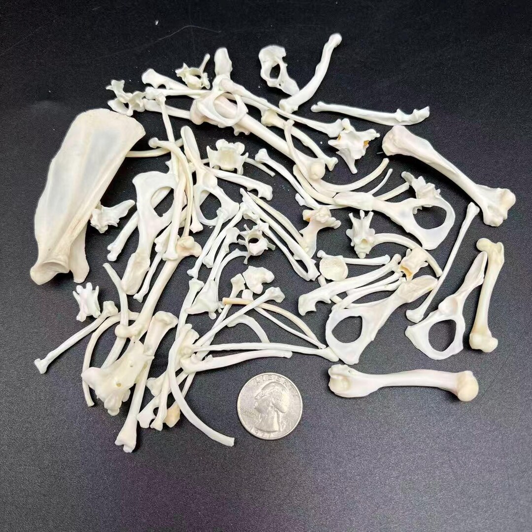 10pc Assorted Natural Small Bones for Bone Crafts, Fox & Mink Animal ...