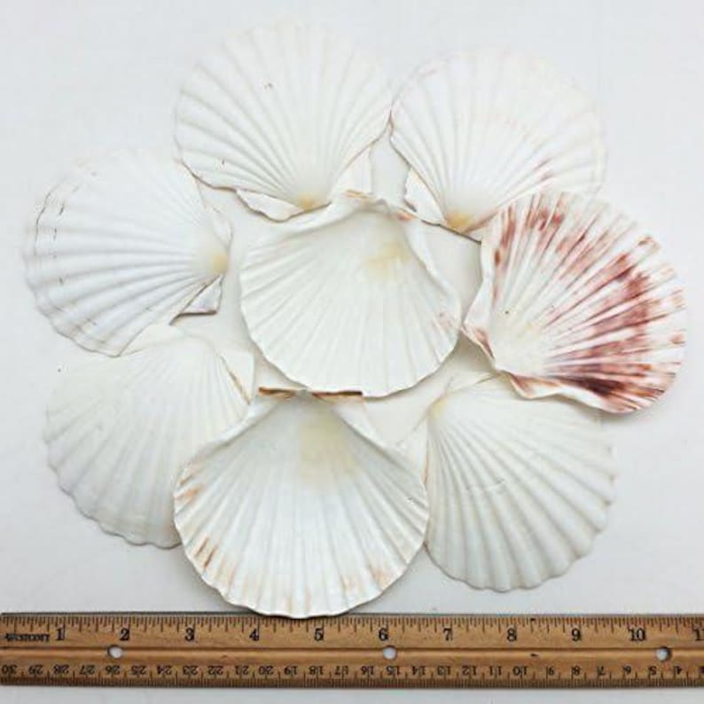 Large Scallop Sea Shells, 3 ~ 4 Inch: Baking & Shellcraft, 8-piece - Etsy