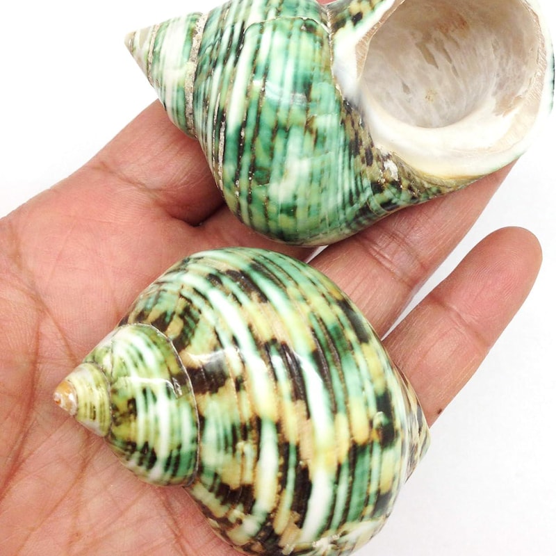 Conch Crab Shells - Etsy