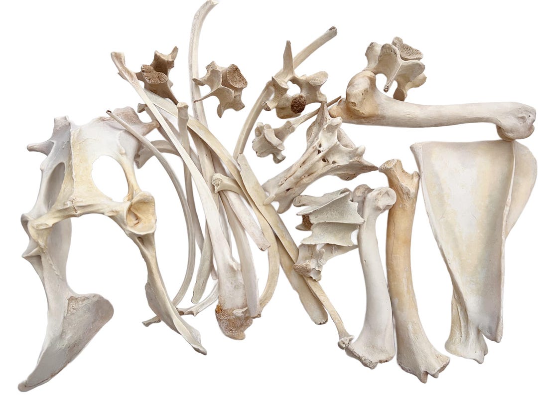 4 Pound Box Assorted Wild Boar Bones 1" - 8" for Bone Crafts - Etsy