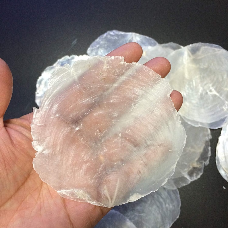 Round Natural Capiz Sea Shells, 8 OZ Apprx.27 PC Shells, 2-3/4 Inch 3 ...