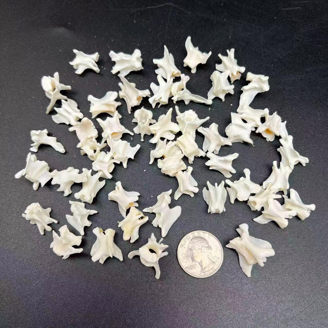 5pc Mink Vertebrae Bones: Small Natural Bone Craft Supply - Etsy