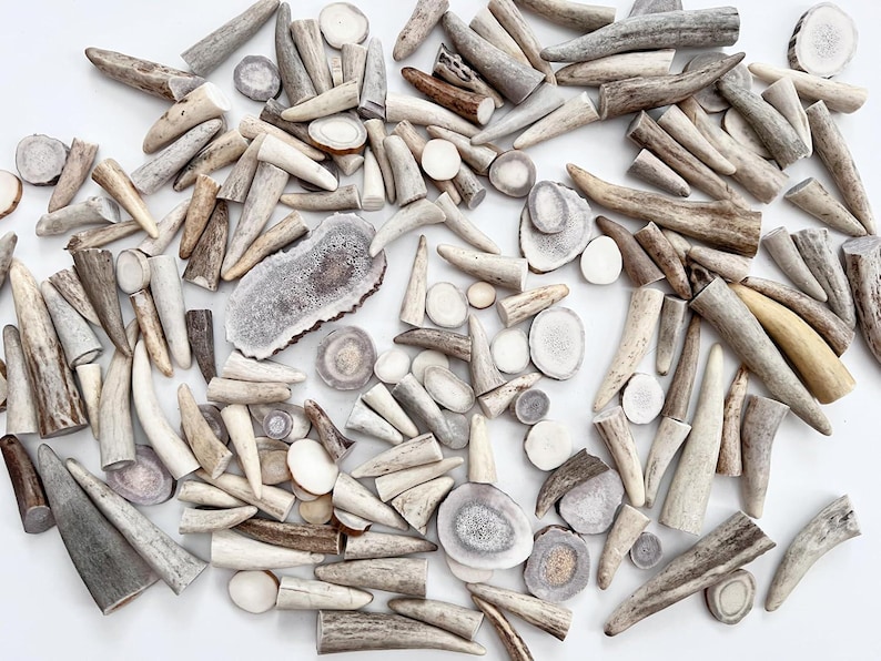 10/20 Deer Antler Tips Antler Slices for Crafts Antler Tine Tips Crafts ...