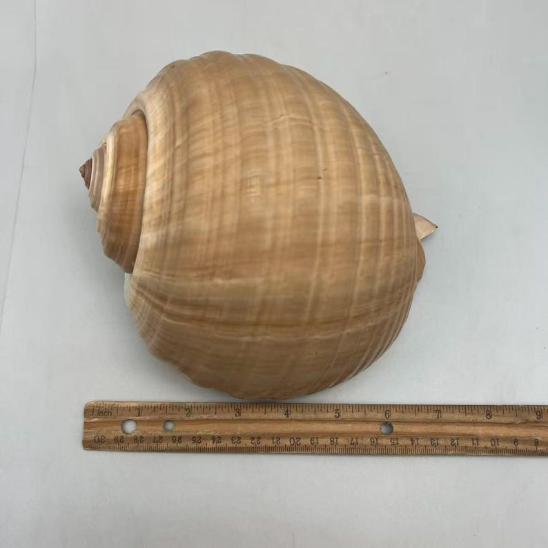 Giant Tun Shell: 7" Tonna Galea Seashell, Coastal Decor - Etsy
