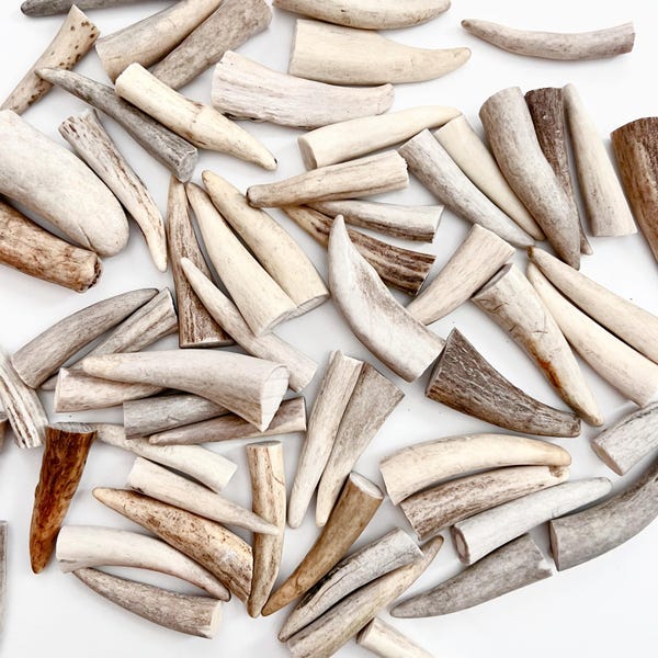 Antler Tip - Etsy
