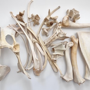 4 Pound Box Assorted Wild Boar Bones 1" - 8" for Bone Crafts - Etsy