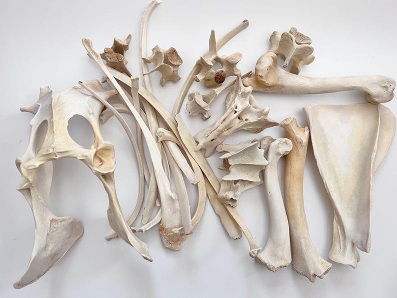 1 Pound Box Assorted Wild Boar Bones 1" - 8" for Bone Crafts - Etsy
