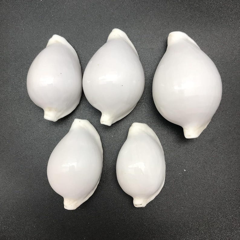Shiny White Cowrie Sea Shells - 5PC Craft Supply (2-3 Inch - Etsy