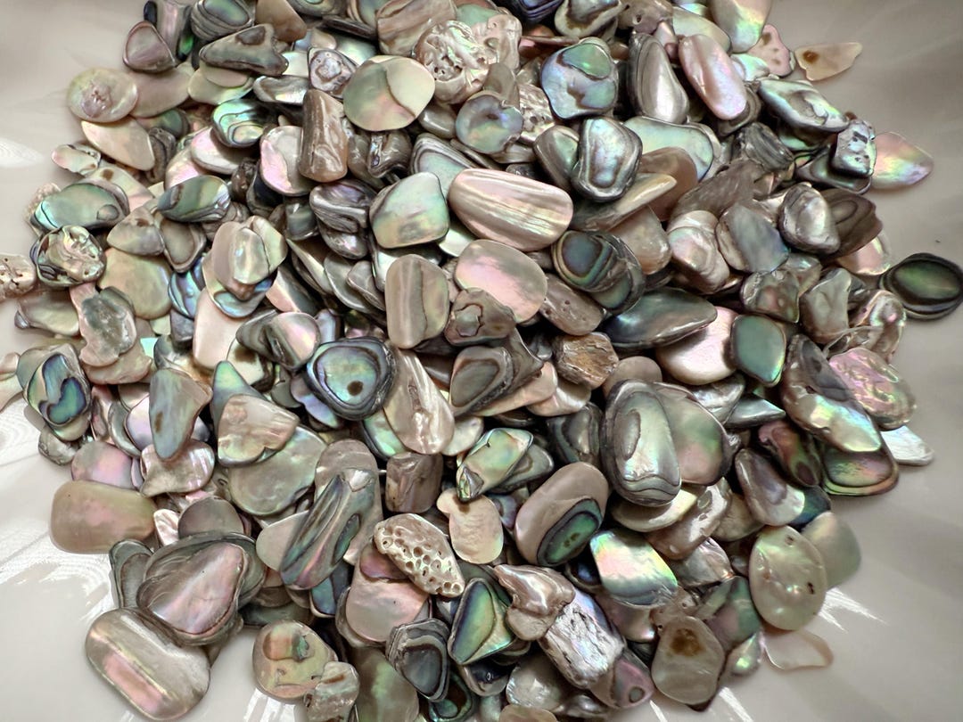 Paua Abalone Shell Pieces: Natural Craft Supply (1oz Pack, 5-13mm - Etsy