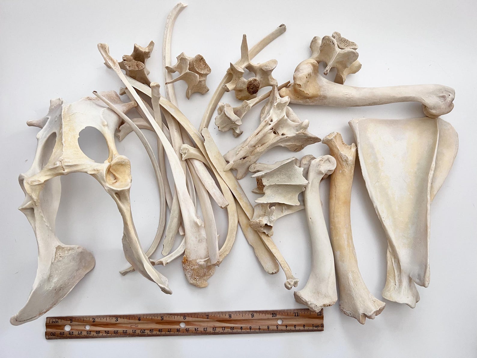 1 Pound Box Assorted Wild Boar Bones 1" - 8" for Bone Crafts - Etsy