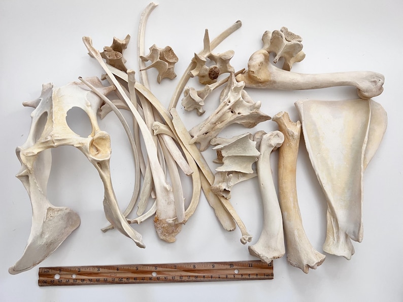 1 Pound Box Assorted Wild Boar Bones 1" - 8" for Bone Crafts - Etsy
