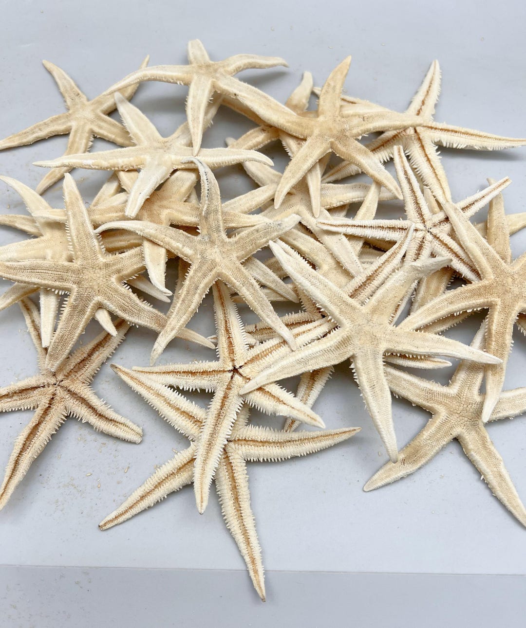 Flat Starfish: 10PC 4-4.75" Philippine Starfish for Beach Decor ...