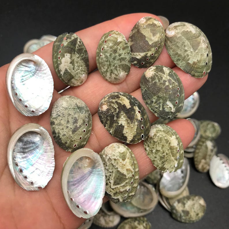 60PC+ Natural Green Baby Abalone Sea Shells, 3/4 Inch ~ 1 Inch - Etsy
