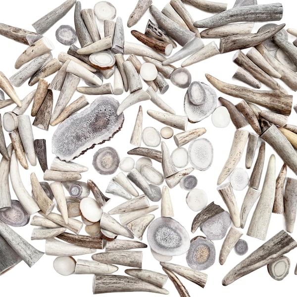 Antler Tip - Etsy