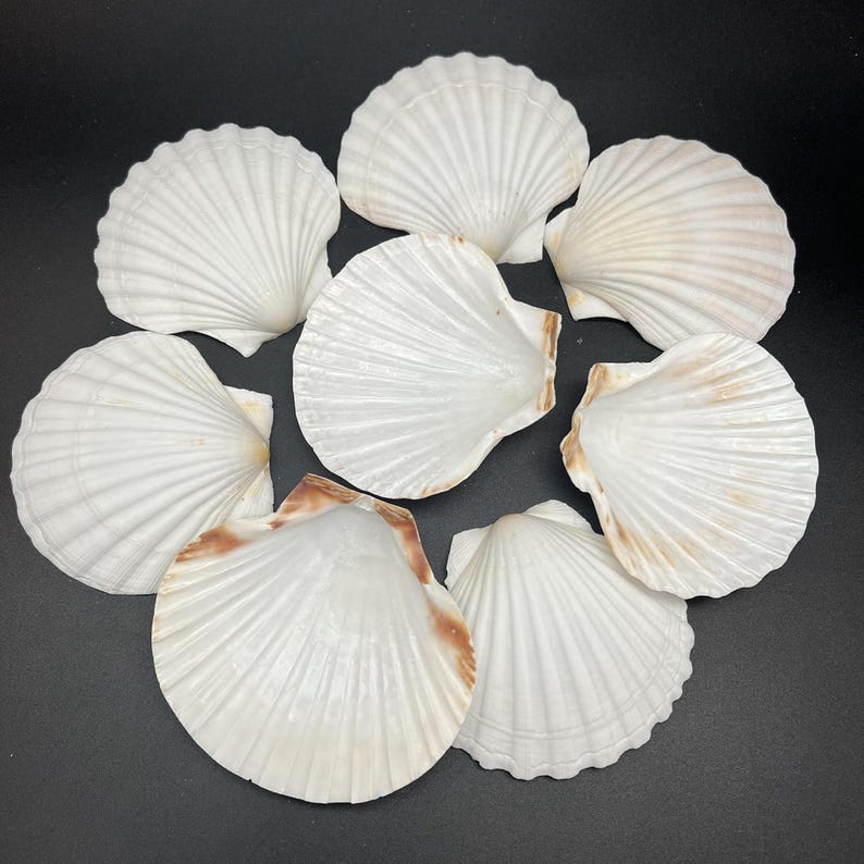 Large Scallop Sea Shells, 3 ~ 4 Inch: Baking & Shellcraft, 8-piece - Etsy