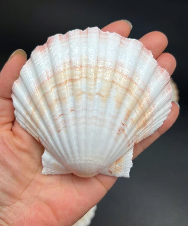 Large Scallop Sea Shells, 3.5 - 4 Inch: Baking & Shell Craft, 6-piece ...