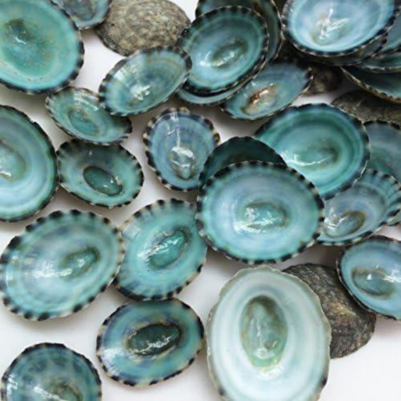 Green Limpet Sea Shells: Craft Supplies, Shell Mirrors (20pc, 1/2-1 ...