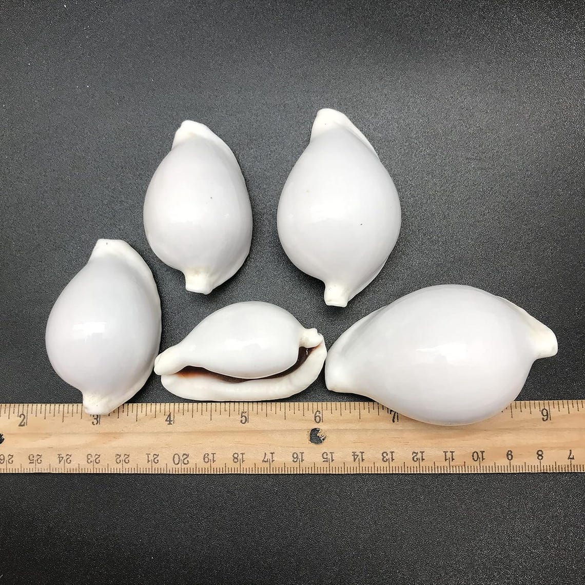 Shiny White Cowrie Sea Shells - 5PC Craft Supply (2-3 Inch - Etsy