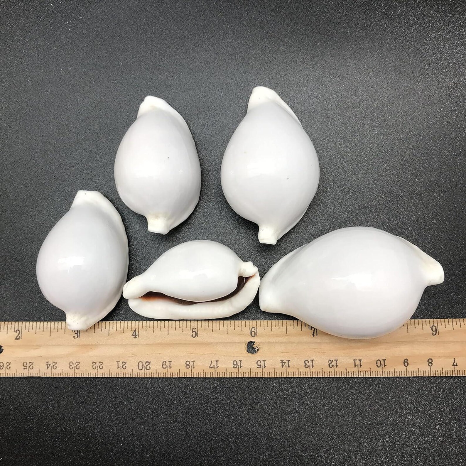 Shiny White Cowrie Sea Shells - 5PC Craft Supply (2-3 Inch - Etsy