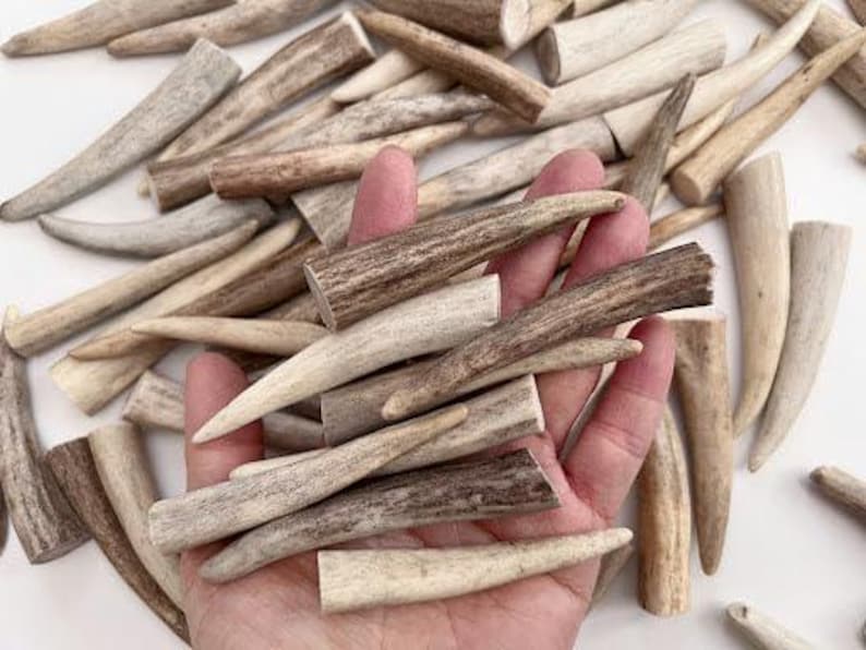 20PC Deer Antler Tips (1-3/4 Inch) - Craft Supplies, Arts, Toggles - Etsy
