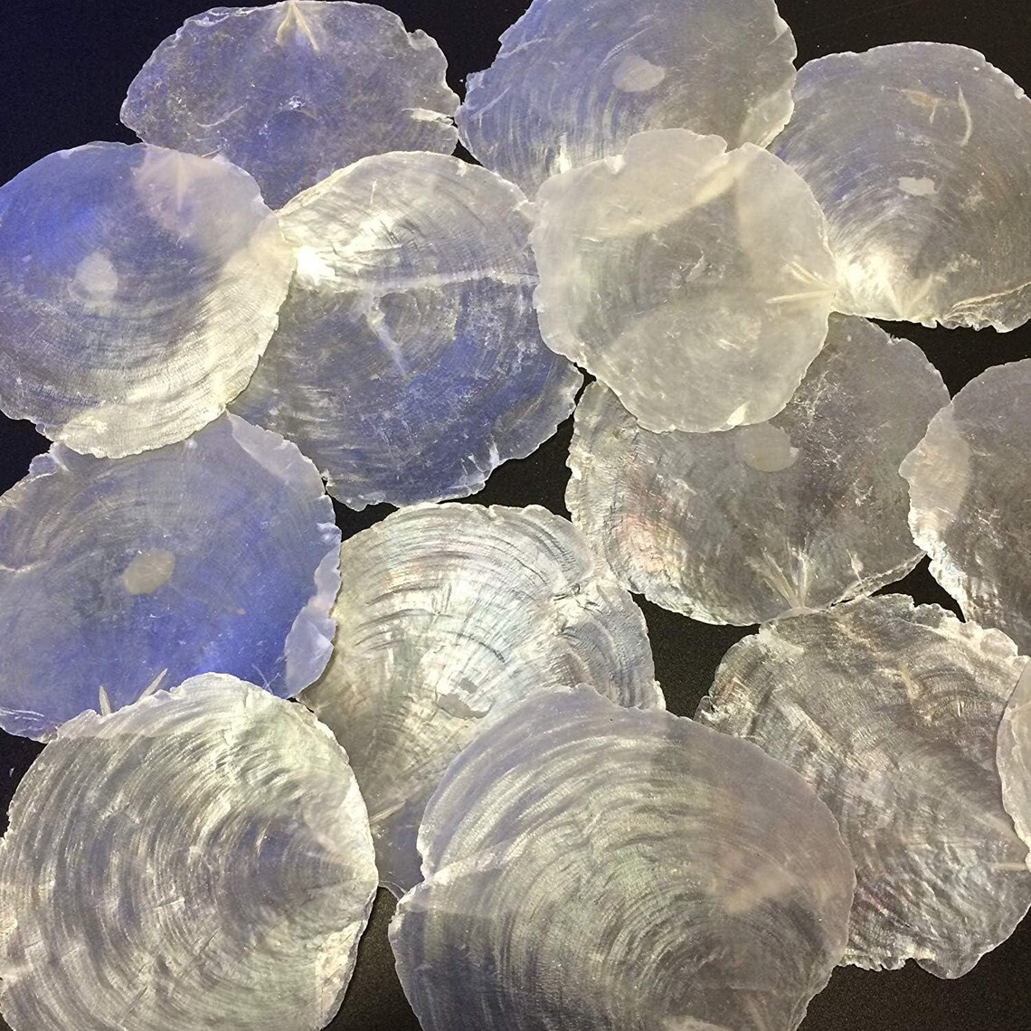 Round Natural Capiz Sea Shells, 8 OZ Apprx.27 PC Shells, 2-3/4 Inch 3 ...