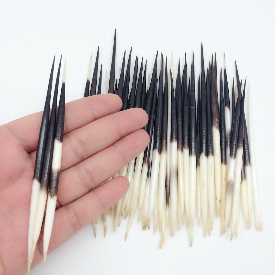 10PC Thick South Africa Porcupine Quills (2.5 Inch ~ 5 Inch) - Etsy