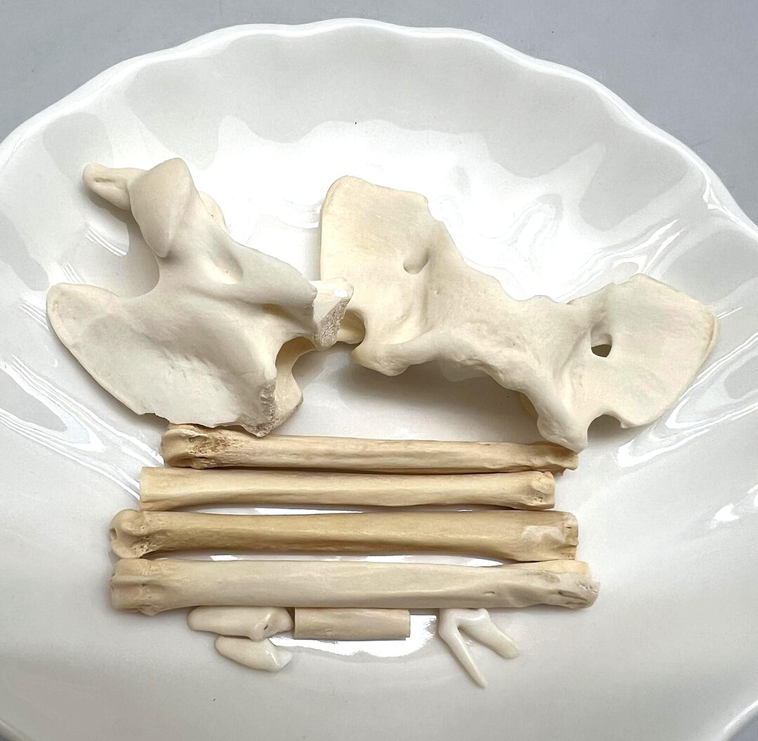 10pc Coyote Natural Small Bones for Bone Crafts Taxidermy Animal Small ...
