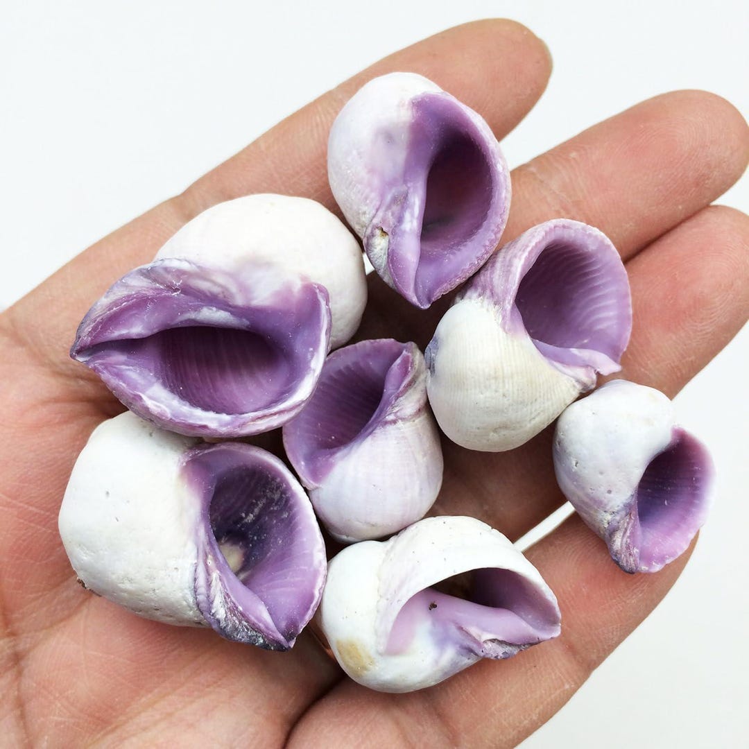 Purple Cebu Beauty Sea Shells, 8 OZ Apprx.60+ PC Shells, 1/2 Inch ~ 1 ...